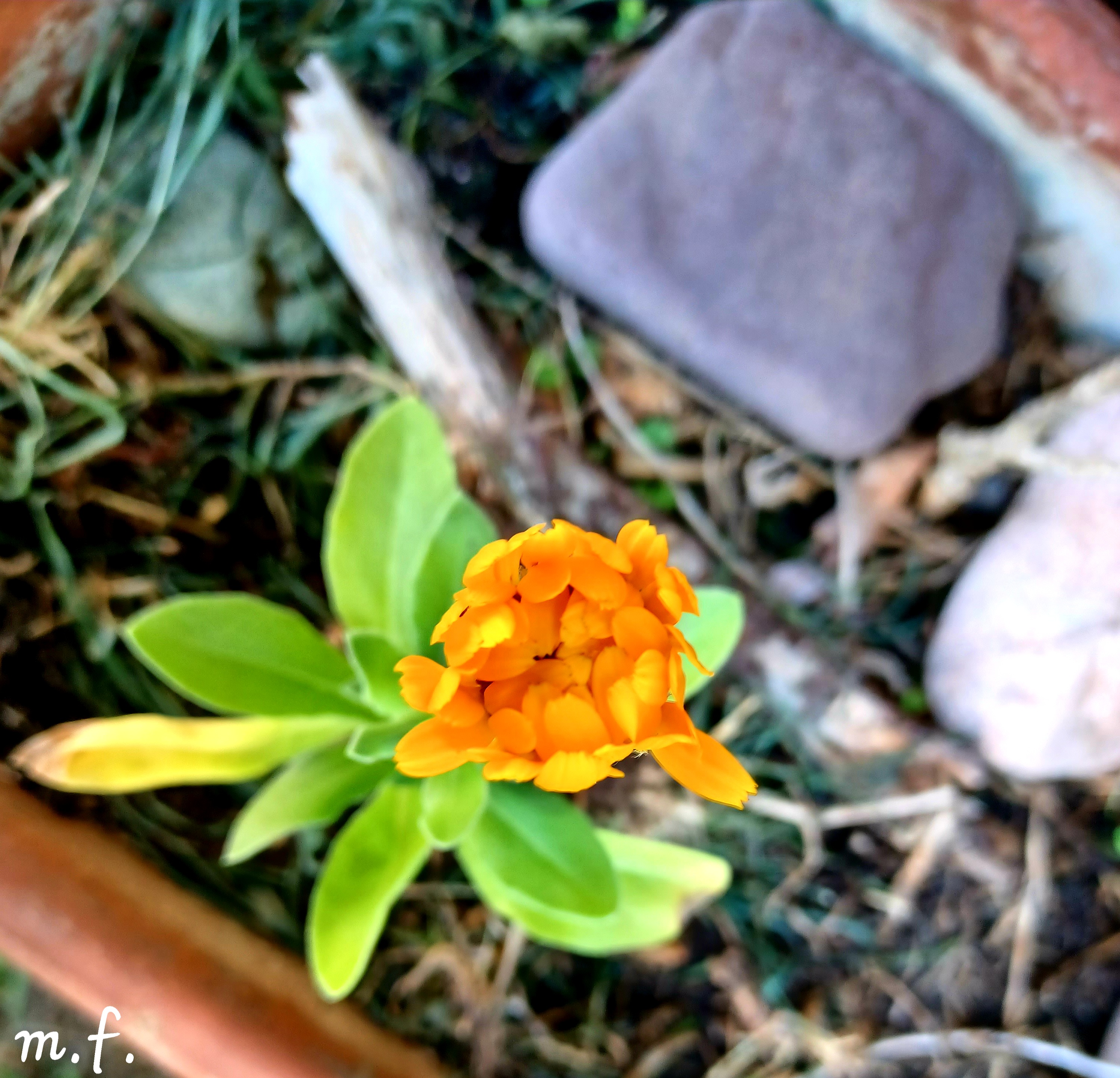 Naissance d’un souci ! | Feuilles de Choux